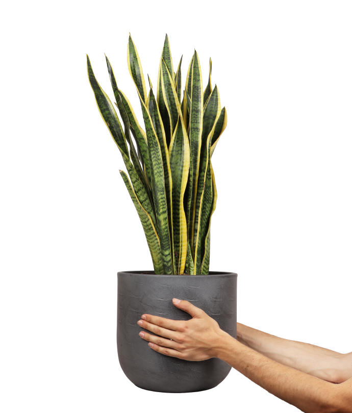 Sansevieria Laurentii (Bogenhanf) | 90 cm | Plantsome