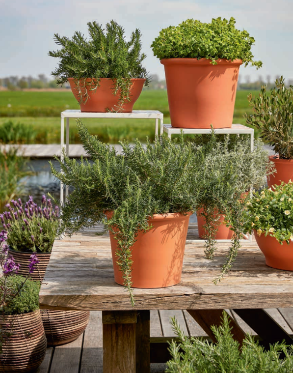 Lua (28cm) – Plantsome