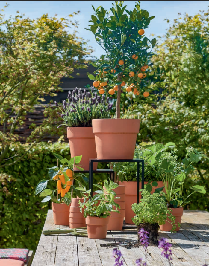 Mae (28cm) – Plantsome