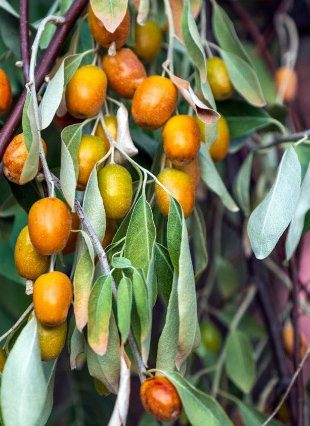 Elaeagnus umbellata Pointilla 'Amoroso' (Korallen-Ölweide) online ...