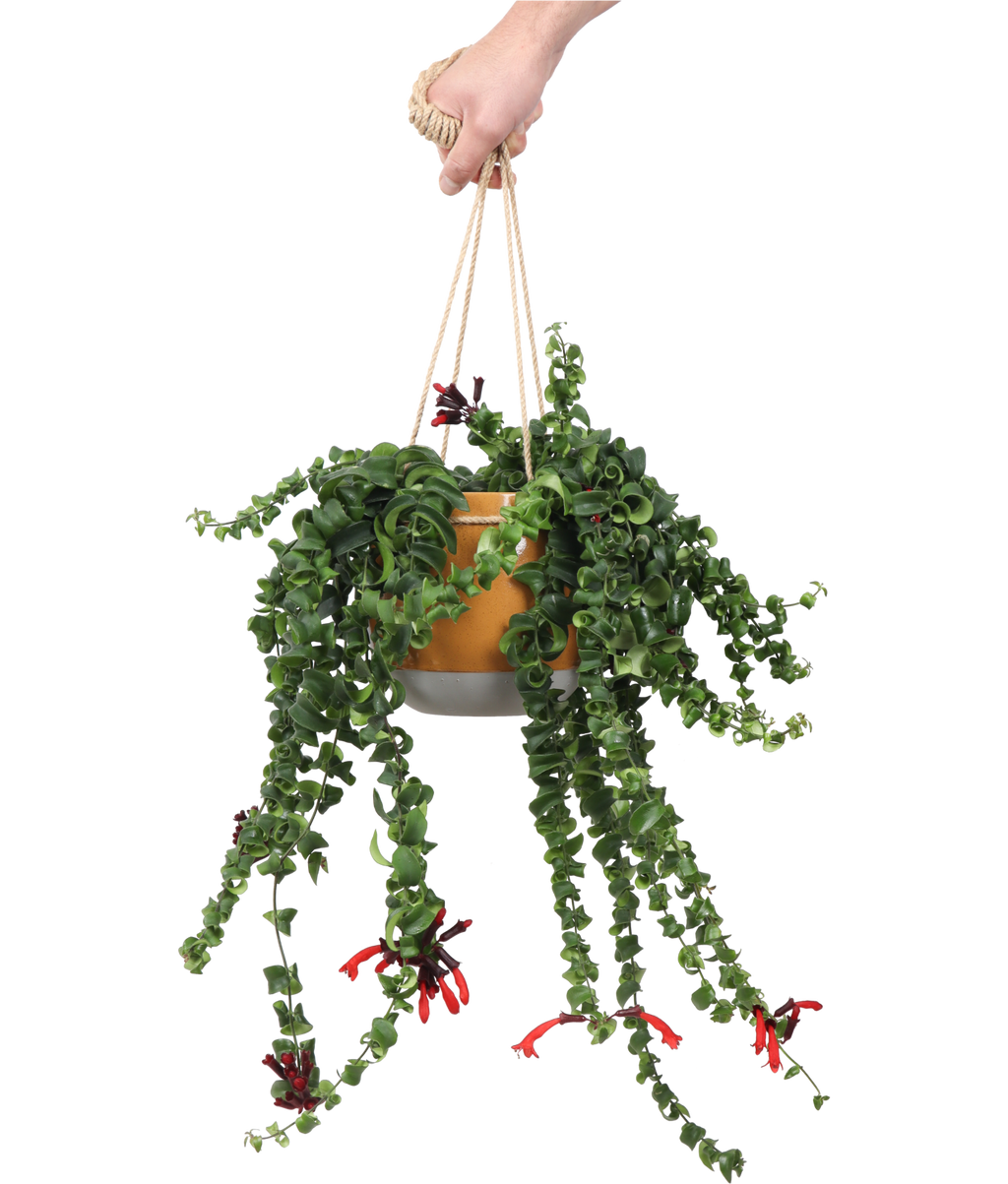 Aeschynanthus Rasta (Schamblume) kaufen | Plantsome