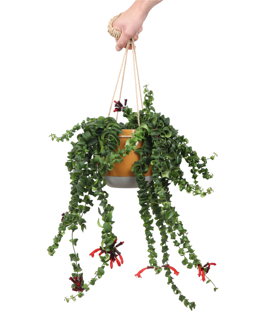 Aeschynanthus Rasta (Schamblume) kaufen | Plantsome