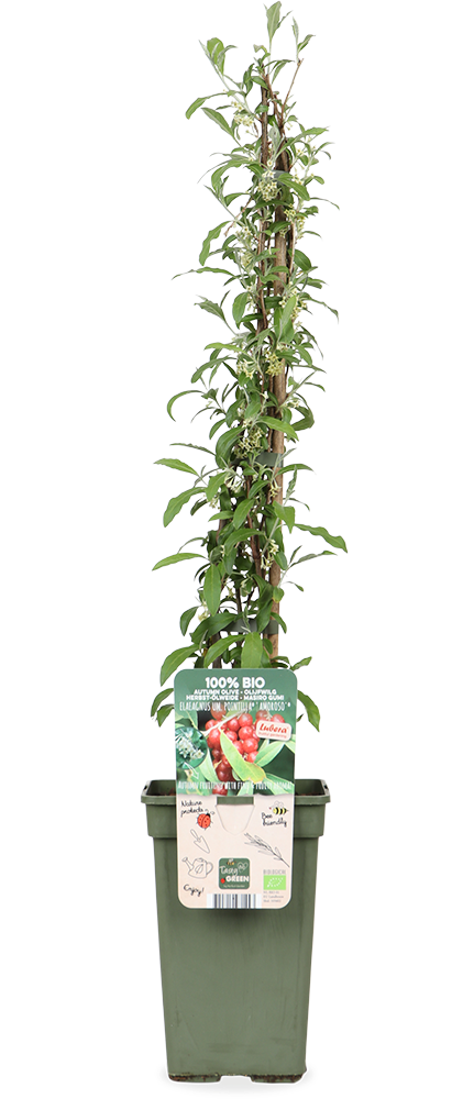 Elaeagnus umbellata Pointilla 'Amoroso' (Korallen-Ölweide) online ...