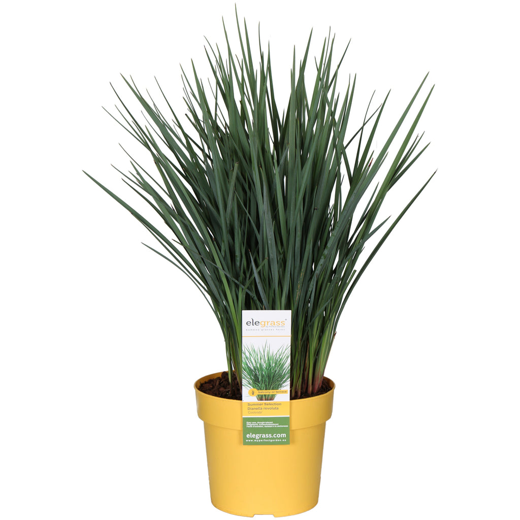 Dianella revoluta 'Coolvista' kaufen | Plantsome