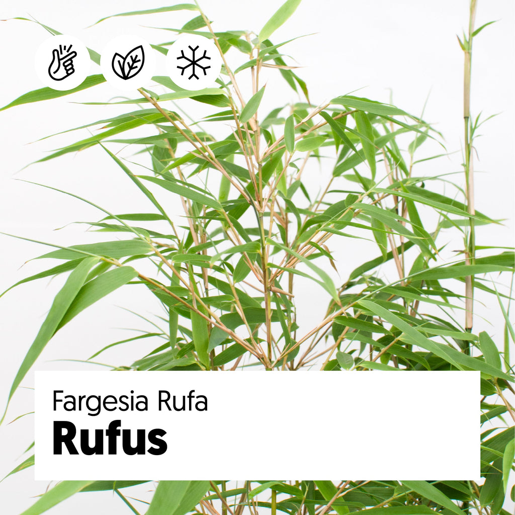 Fargesia Rufa (Bambus) kaufen? | Rufus | Plantsome