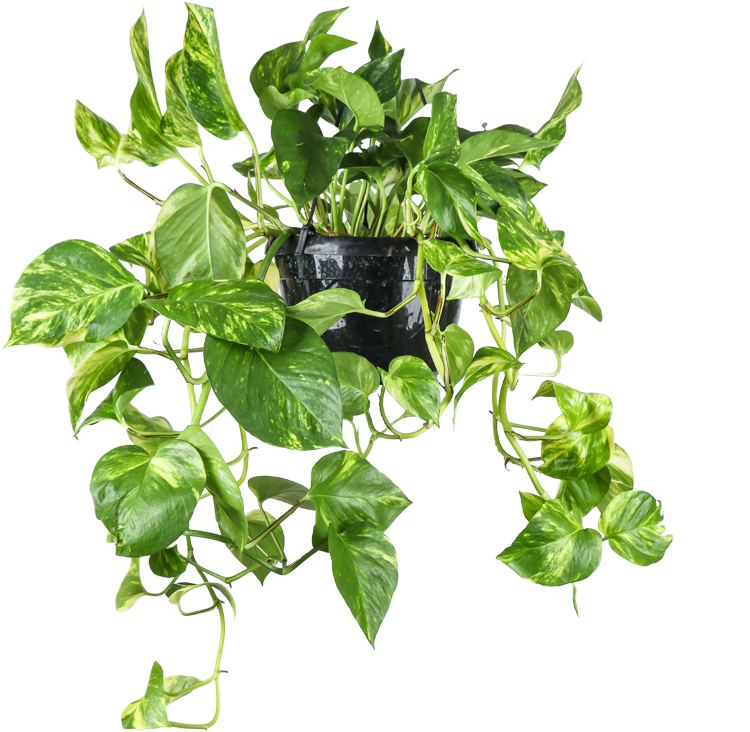Epipremnum aureum (Efeutute) kaufen | Plantsome