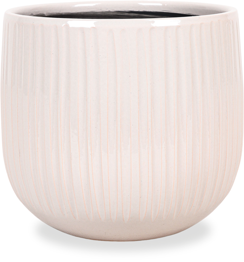 Pablo (18cm) – Plantsome