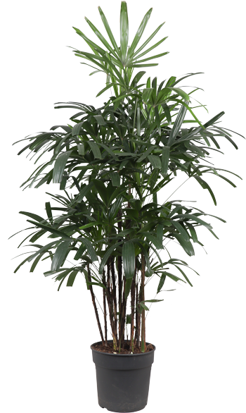 Rhapis excelsa (Steckenpalme) (XL) kaufen | Plantsome