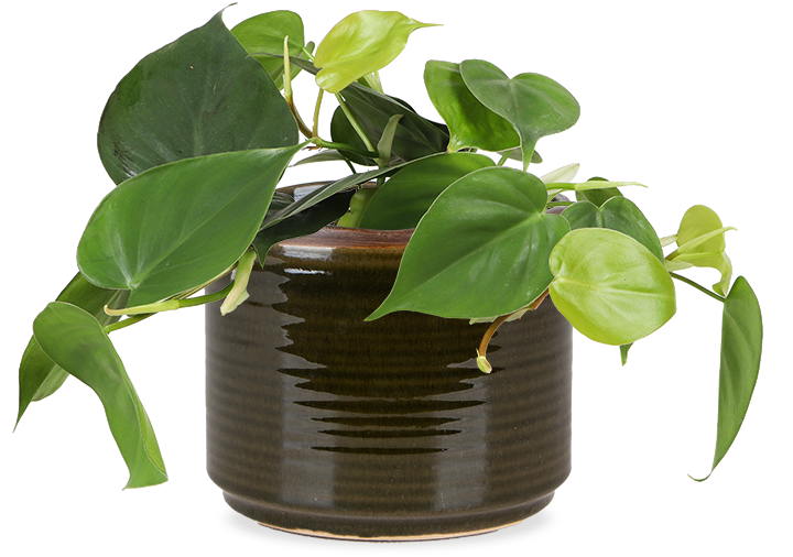 Philodendron scandens kaufen | Plantsome