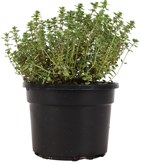 Zitronenthymian (Thymus) – Plantsome