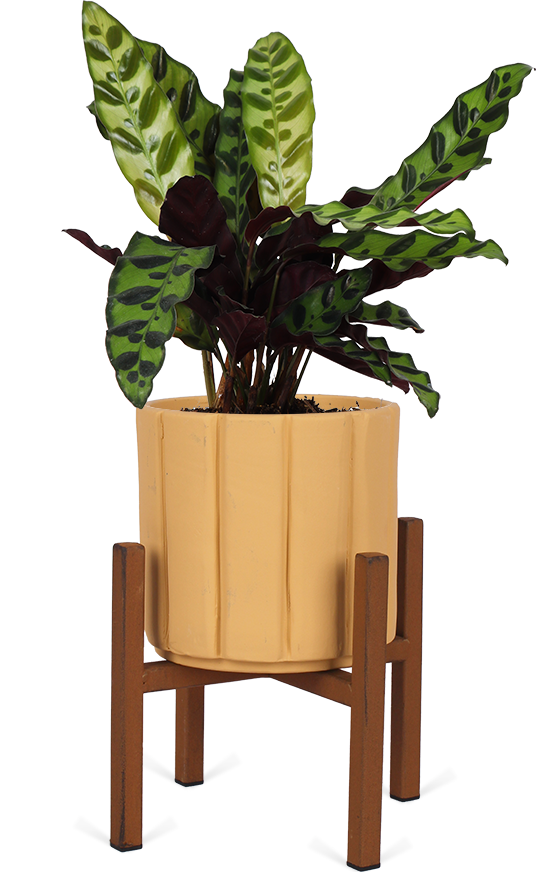 Calathea Insignis (Lancifolia) (S) | Giovanna | Plantsome
