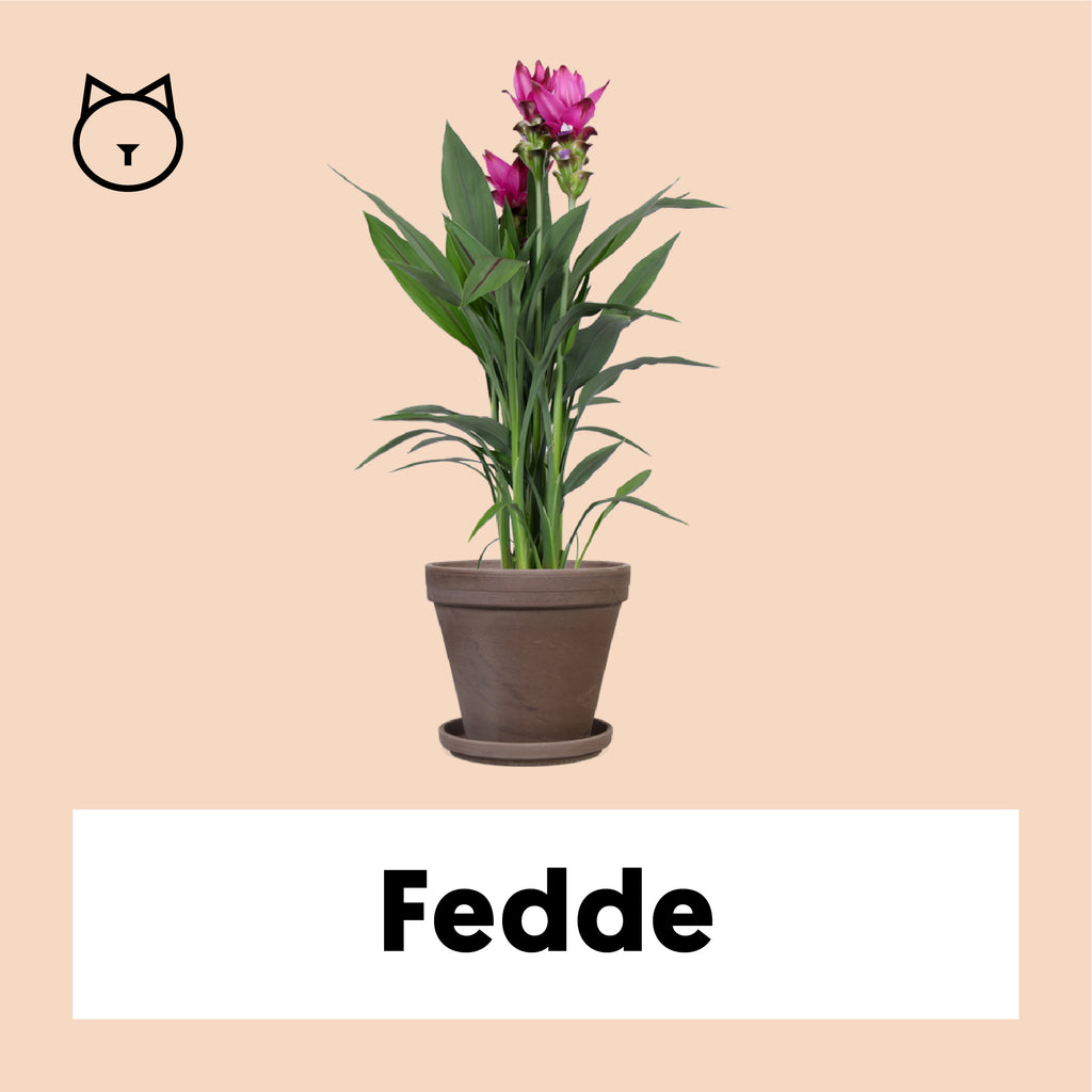 Kurkuma Siam Splash (Siamesische Tulpe) kaufen? | Sepp | Plantsome