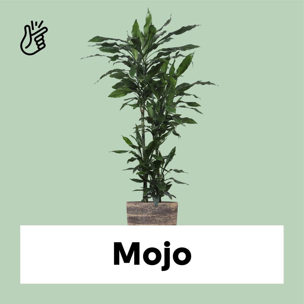 Dracaena janet lind (Drachenbaum) kaufen | Plantsome