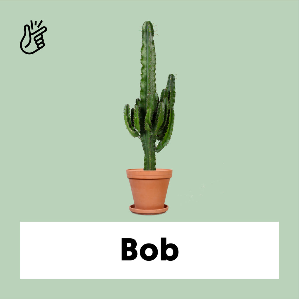Cactus Euphorbia (L) | Bob | Plantsome