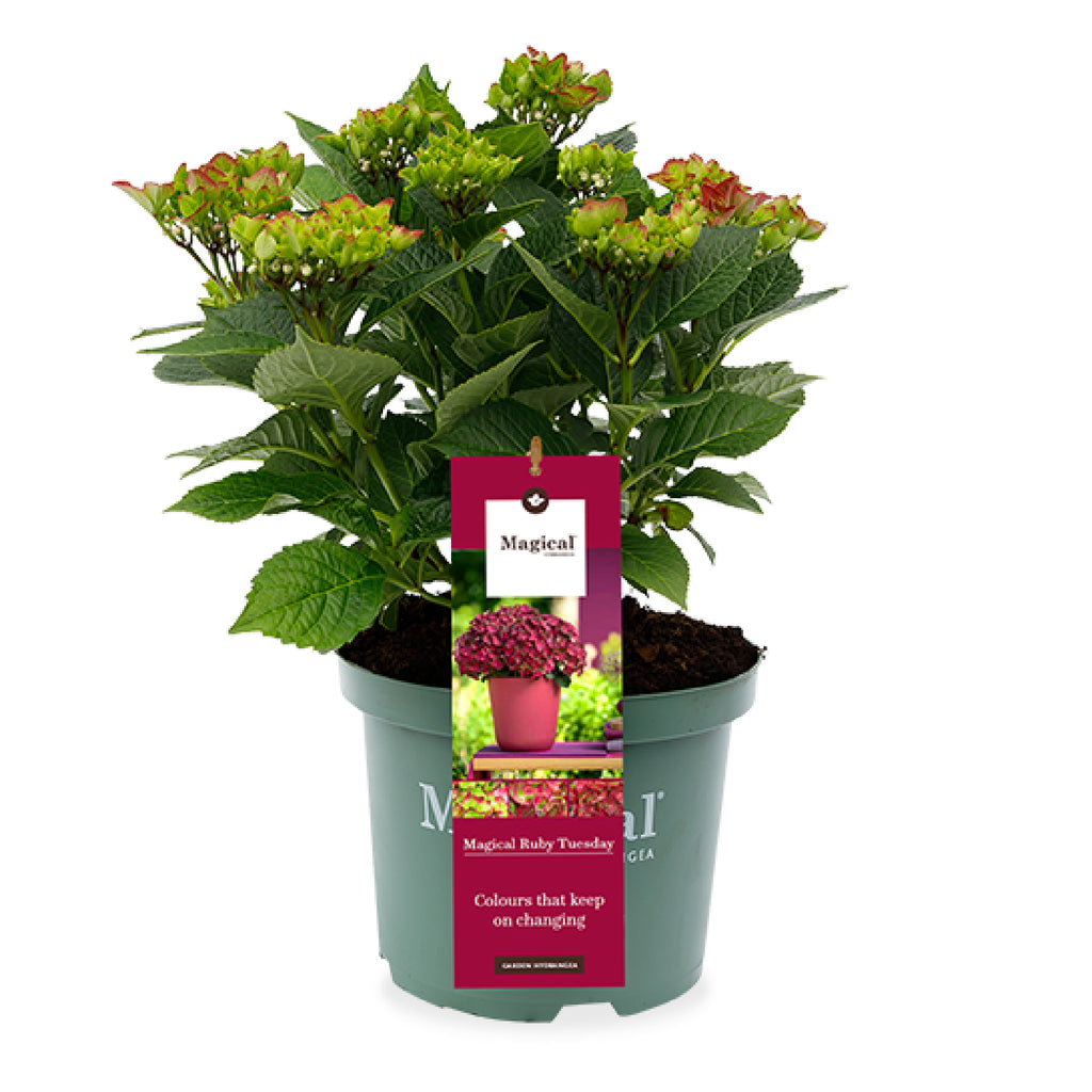Hydrangea Magical Rot (Gartenhortensie) kaufen? | Harold | Plantsome