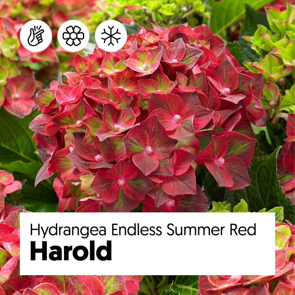 Hydrangea Magical Rot (Gartenhortensie) kaufen? | Harold | Plantsome