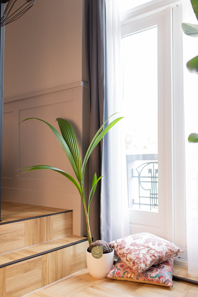 Kokospalme kaufen? | Coco | Plantsome