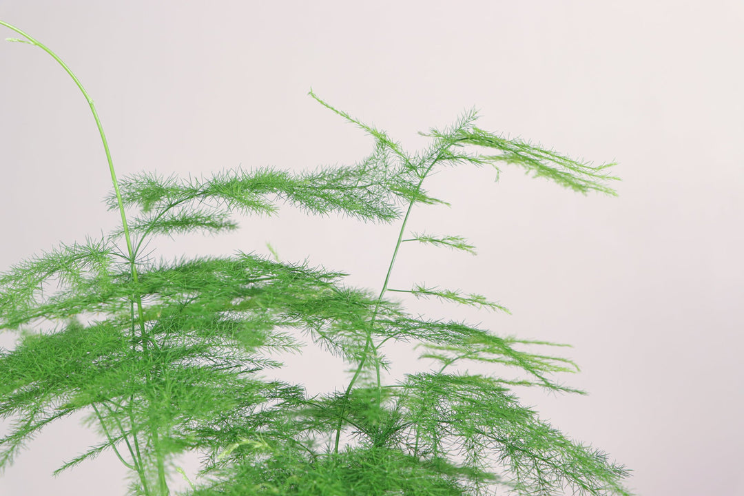 Asparagus plumosos (Zierspargel) kaufen | Plantsome