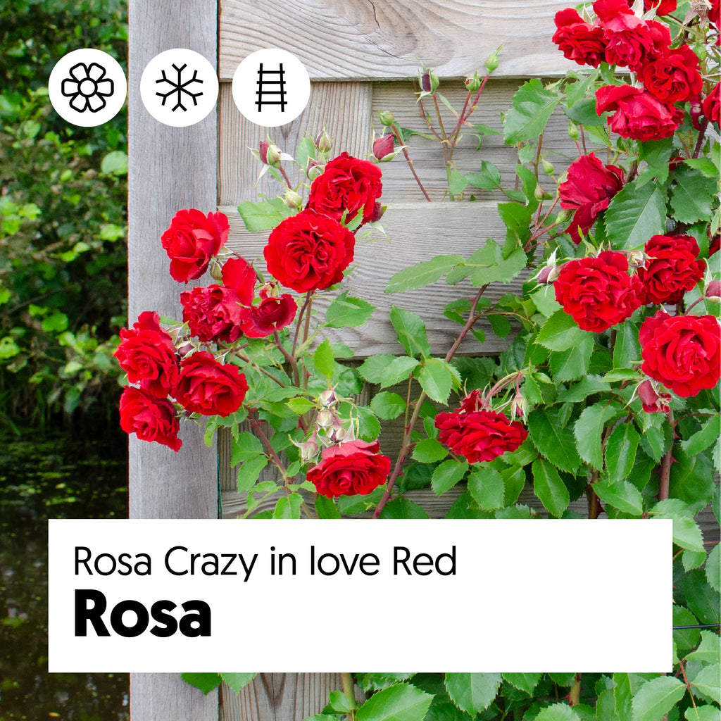 Rosa Crazy in love Rot (Kletterrose) kaufen | Rosa | Plantsome
